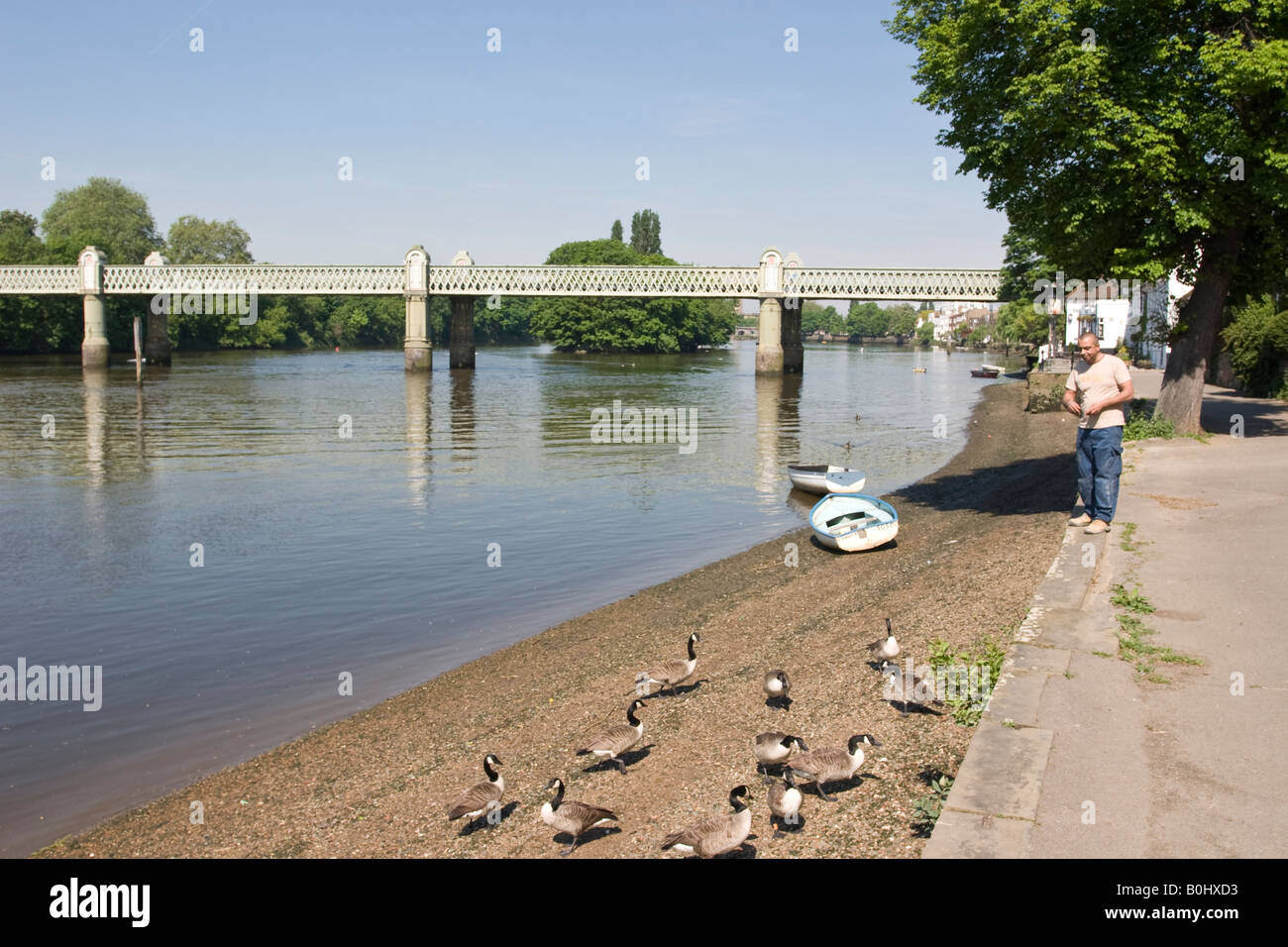 Riverside feeding geese hi-res stock photography and images - Alamy