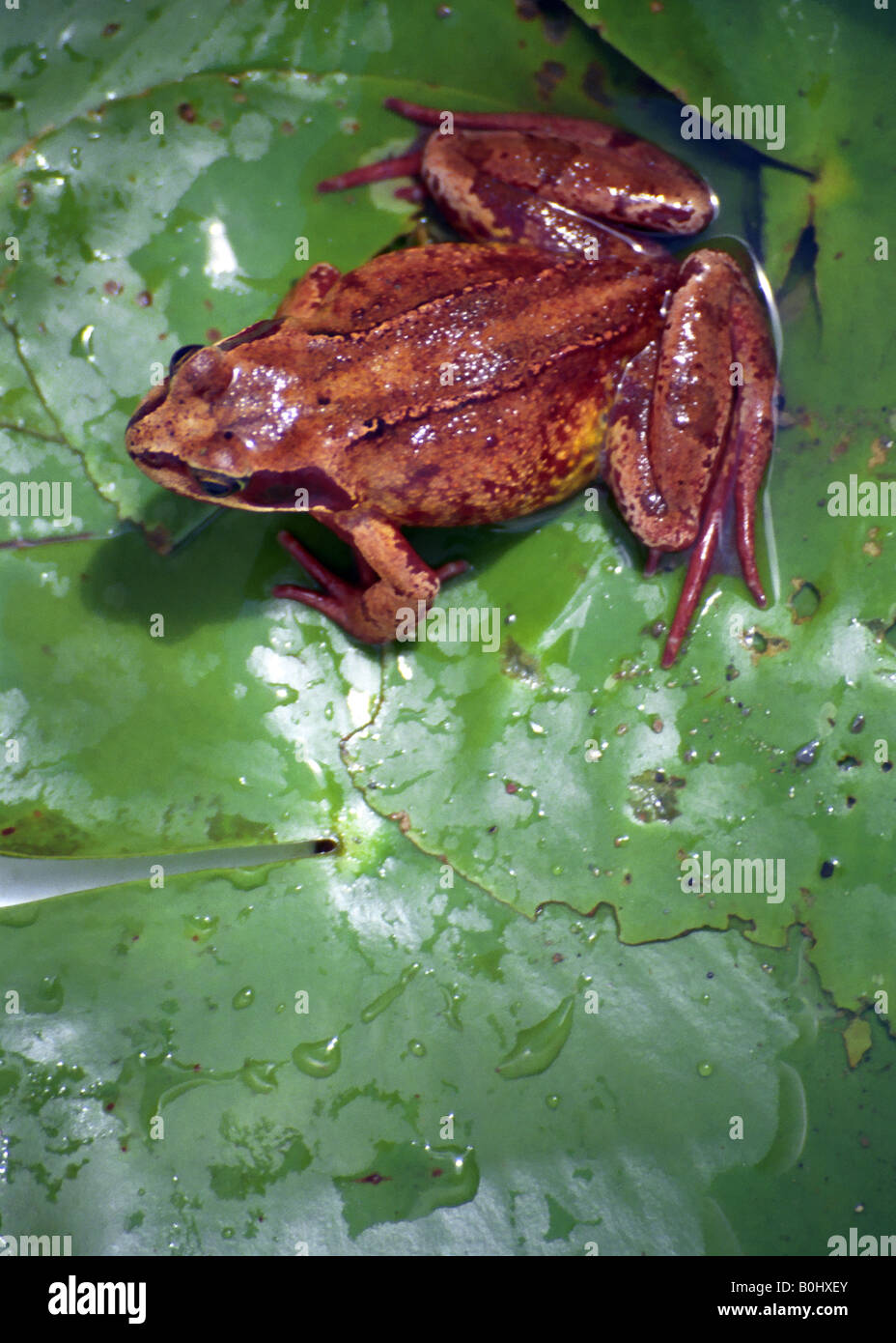 Semi aquatic animals hi-res stock photography and images - Alamy