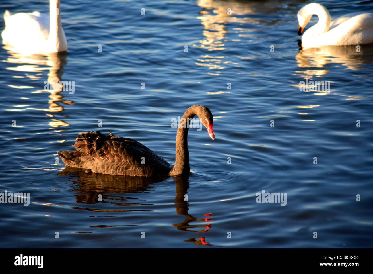 Black Swan Cygnus atratus bird WWT Welney Washes Reserve Cambridgeshire ...