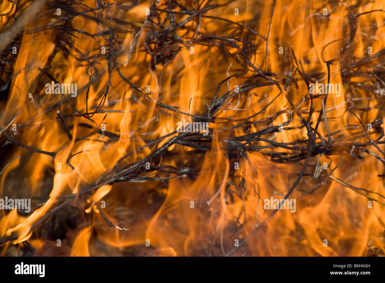 Veld fire damage hi-res stock photography and images - Alamy