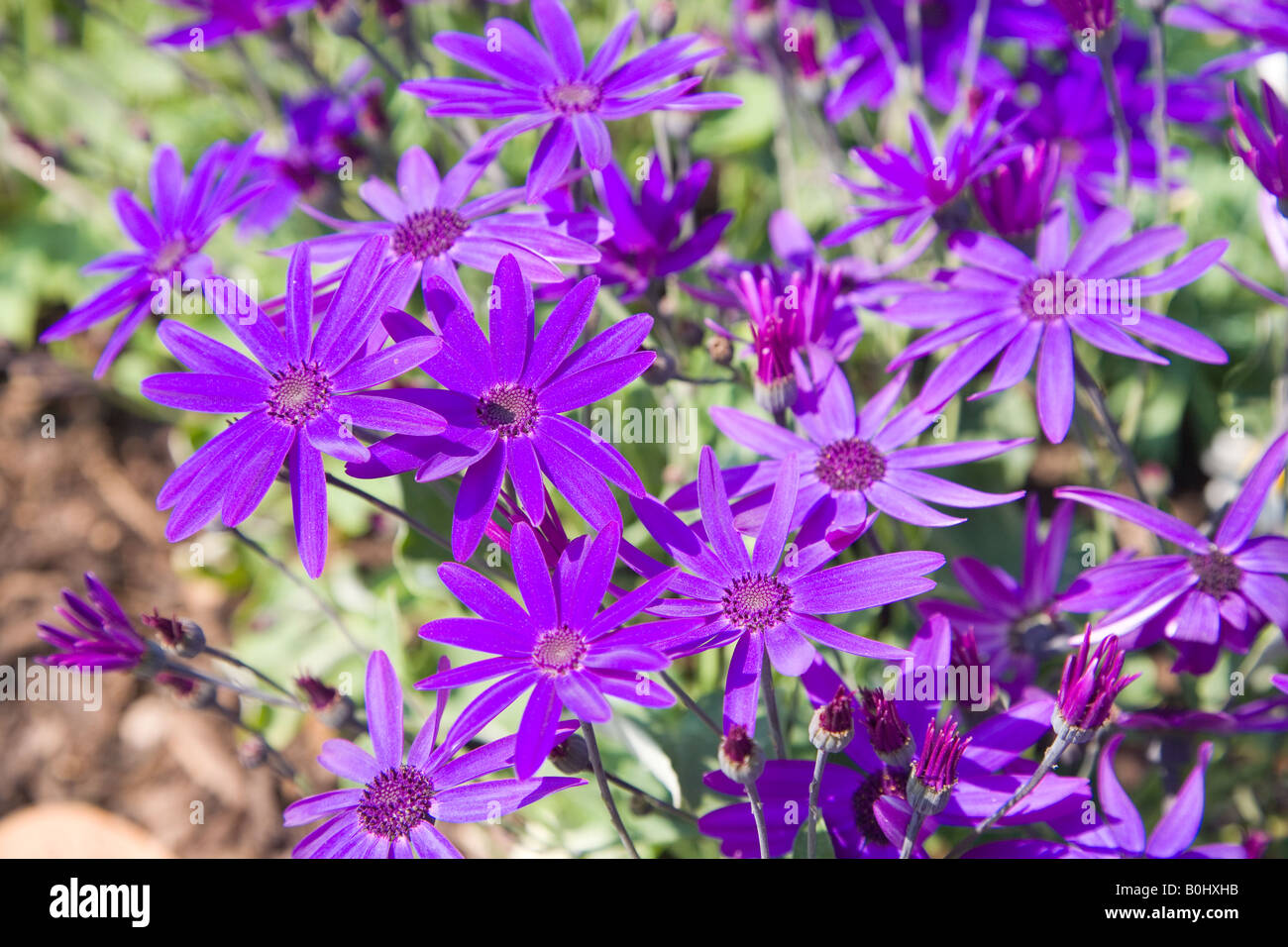 Senetti hi-res stock photography and images - Alamy