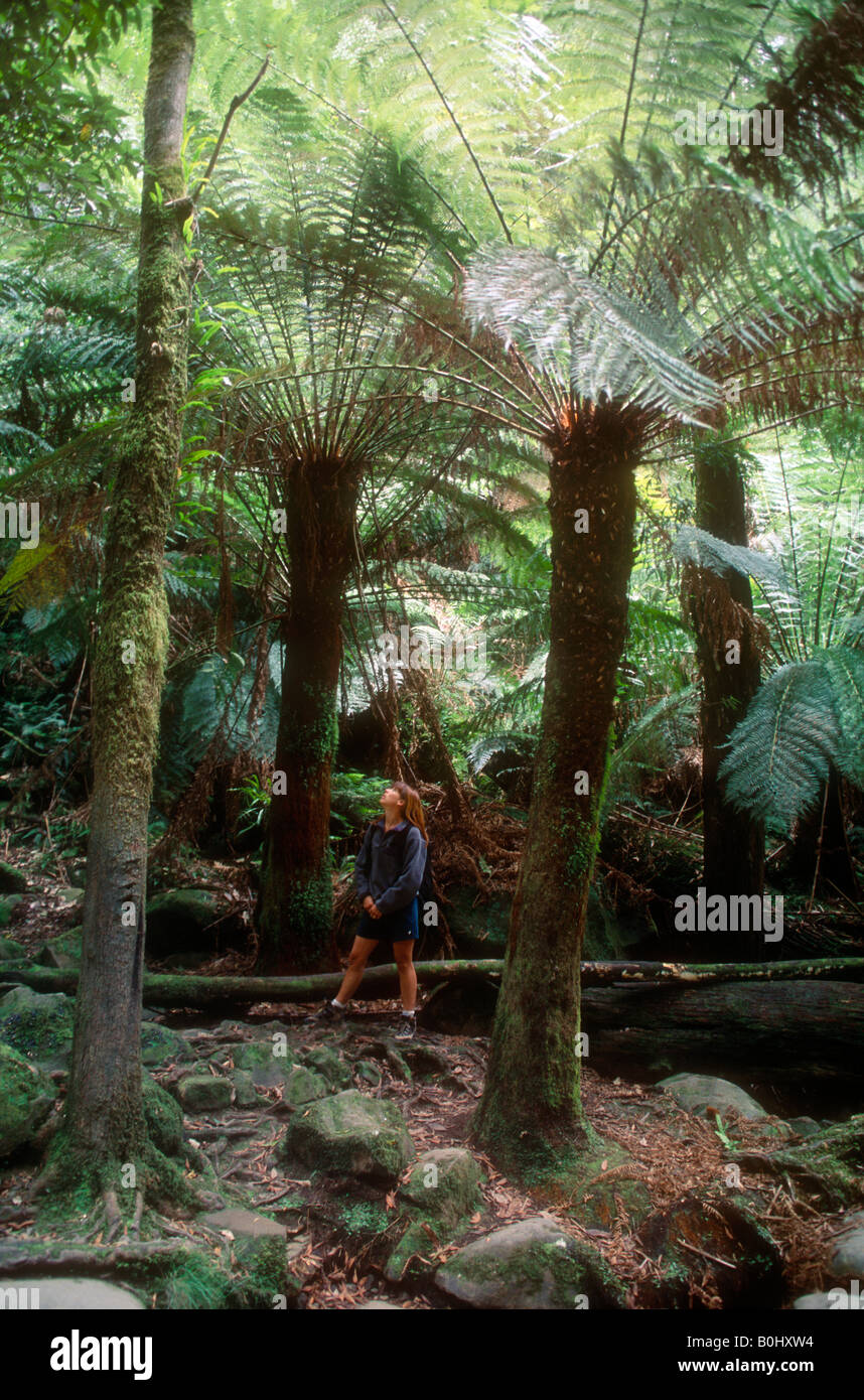 Giant Ferns, Otway National Park, Australia Stock Photo - Alamy