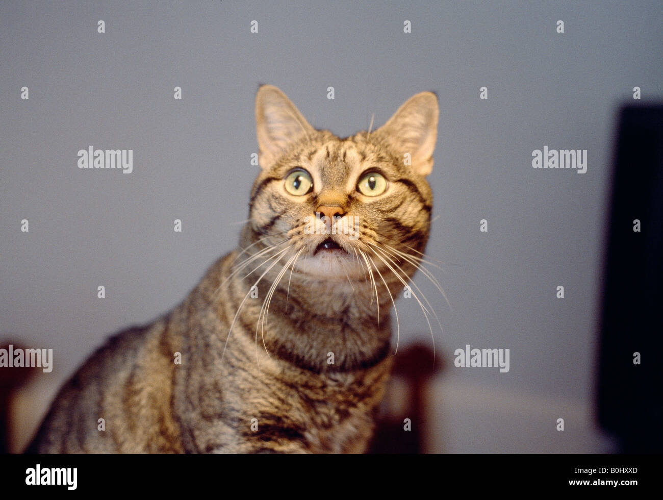 Watchfully hi-res stock photography and images - Alamy