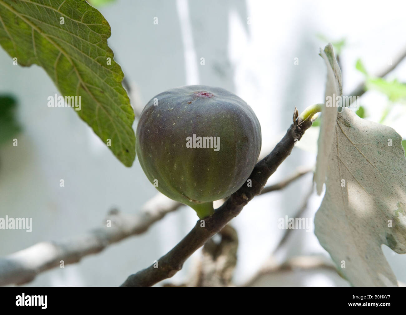 Each men under his own vine and fig tree hi-res stock photography and ...