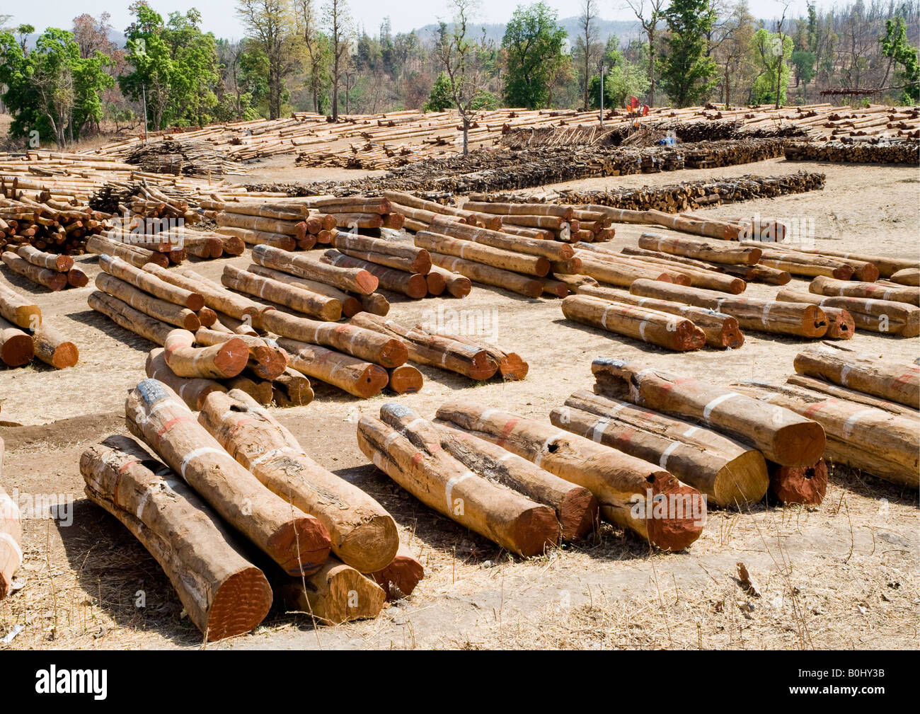 Timber reforestation High Resolution Stock Photography and Images - Alamy