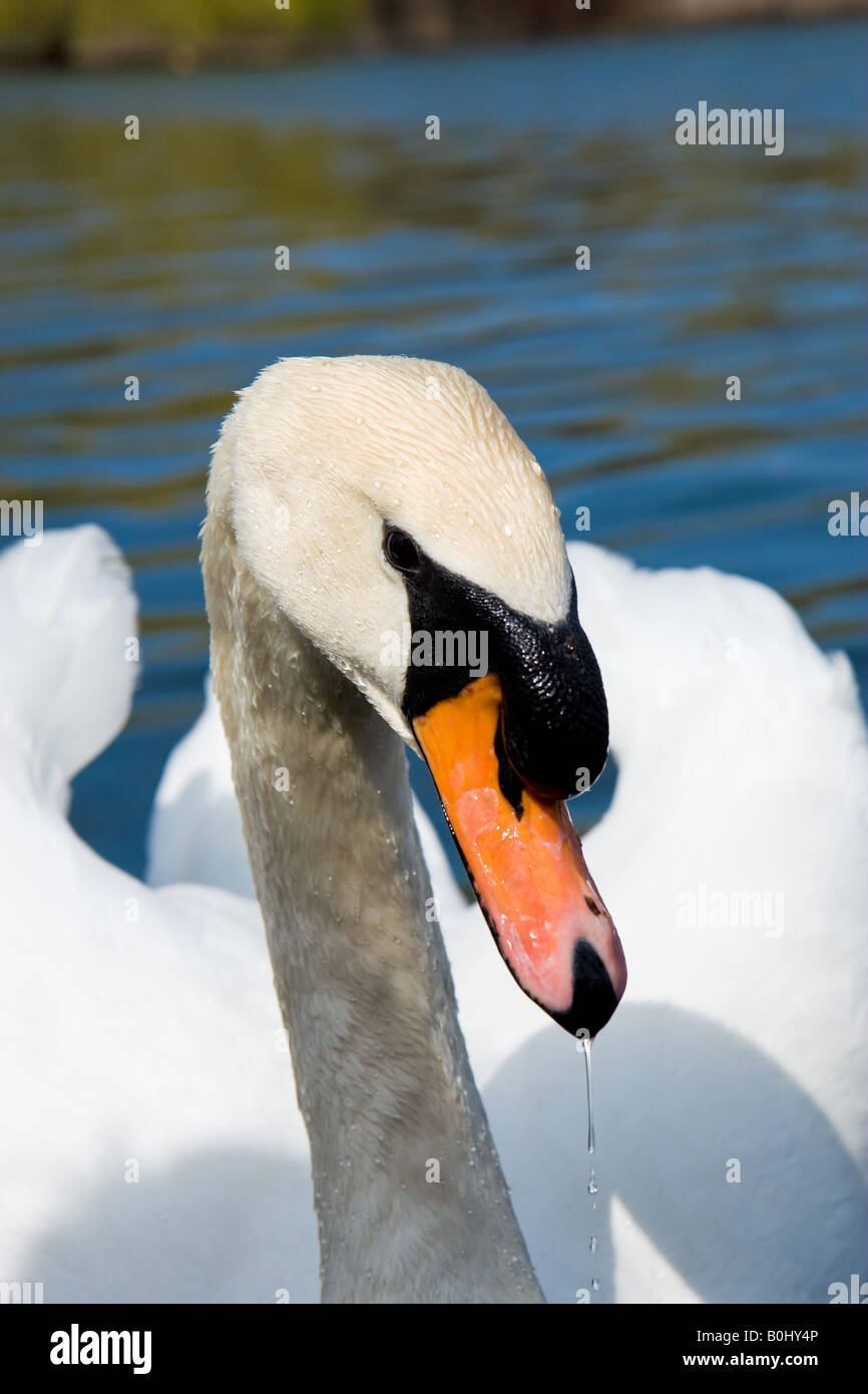 Close up of a white swan head Stock Photo - Alamy