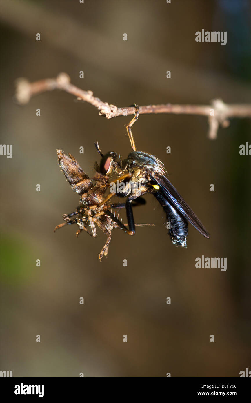 Robber fly eating insect hi-res stock photography and images - Alamy