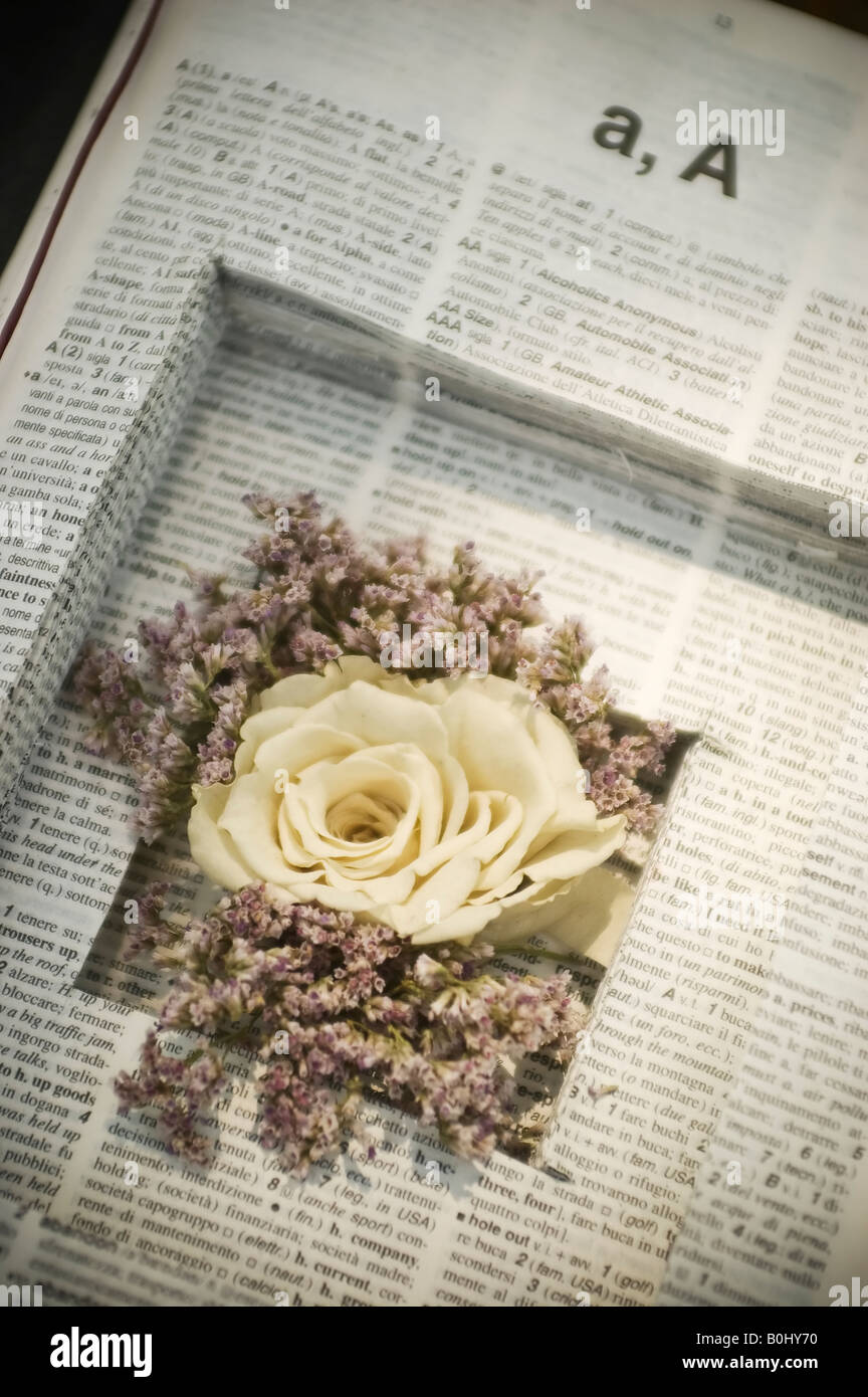 White beautiful rose inside a bilingual Italian English dictionary ...