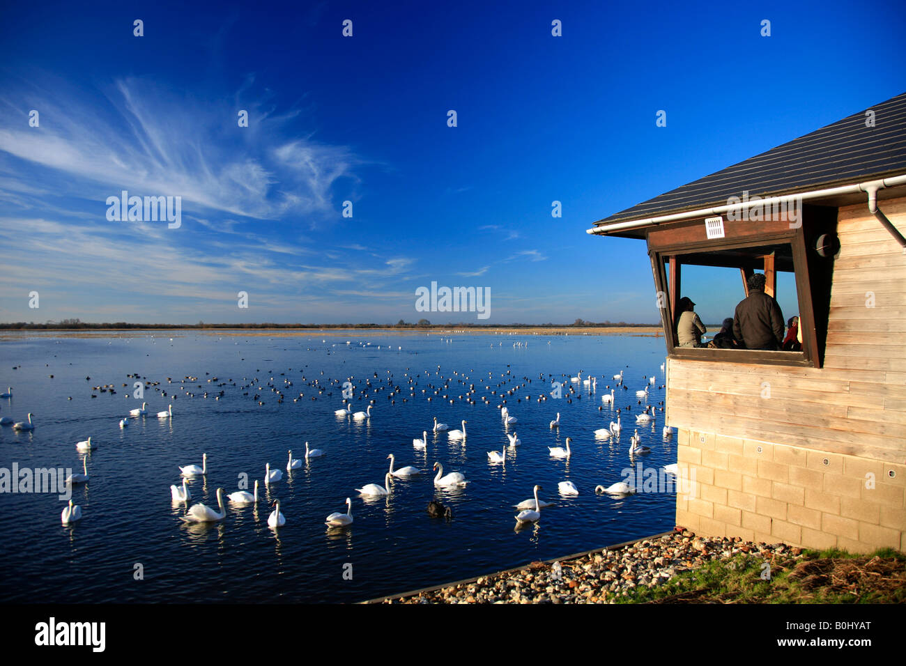 People bird watching in observatory hi-res stock photography and images ...