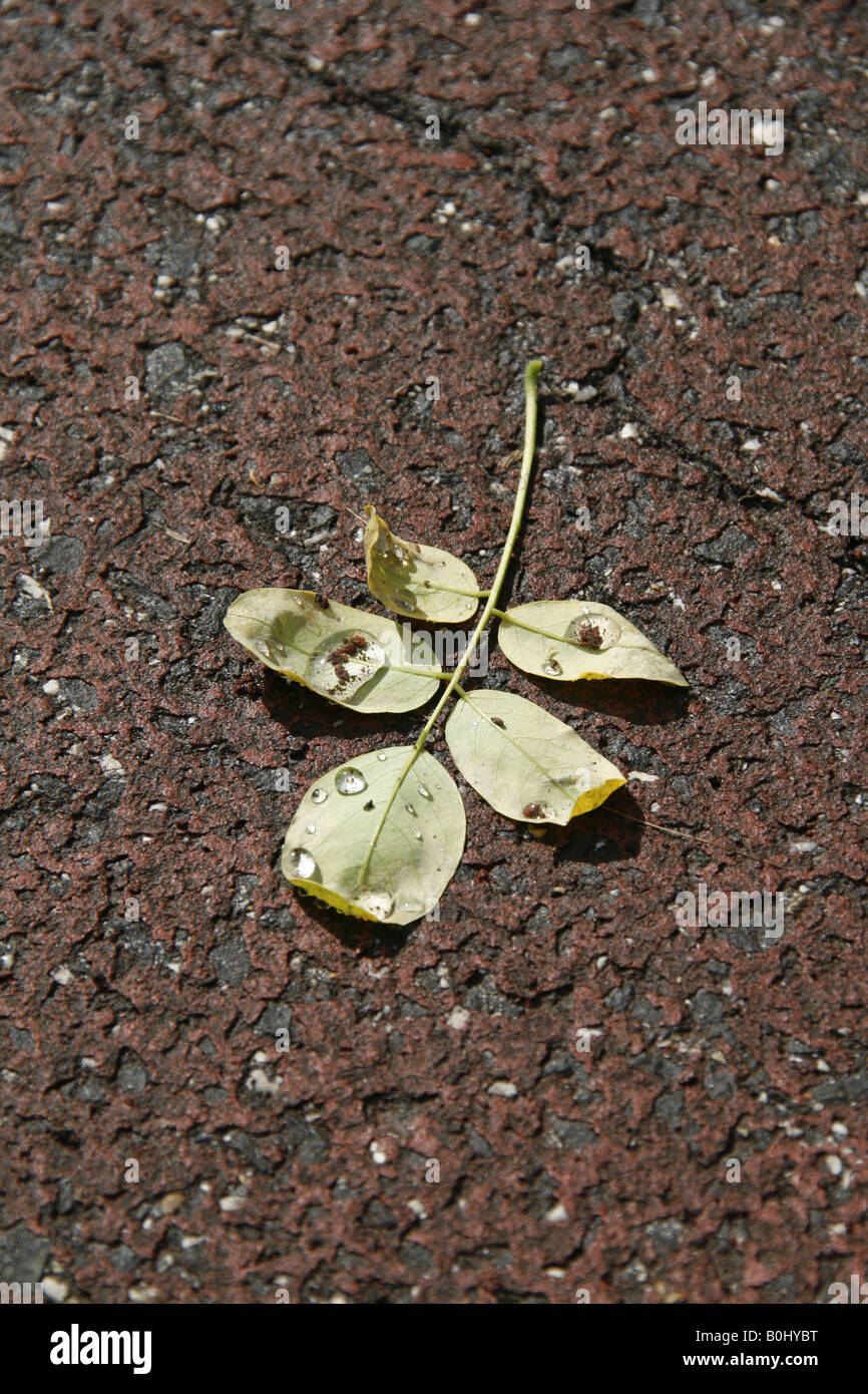 one single fallen leaf on wet road Stock Photo - Alamy