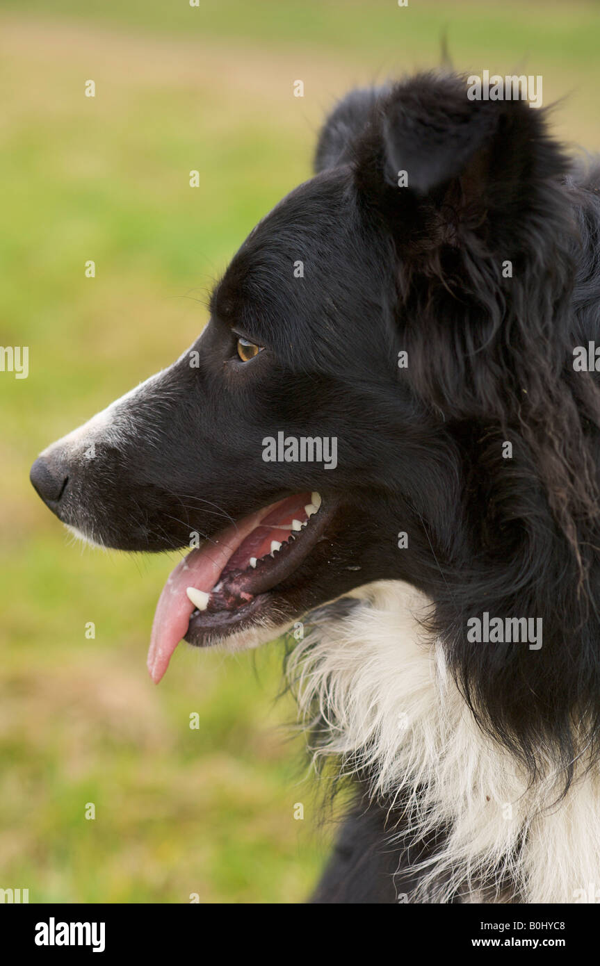 Dogs border collie jack hi-res stock photography and images - Alamy