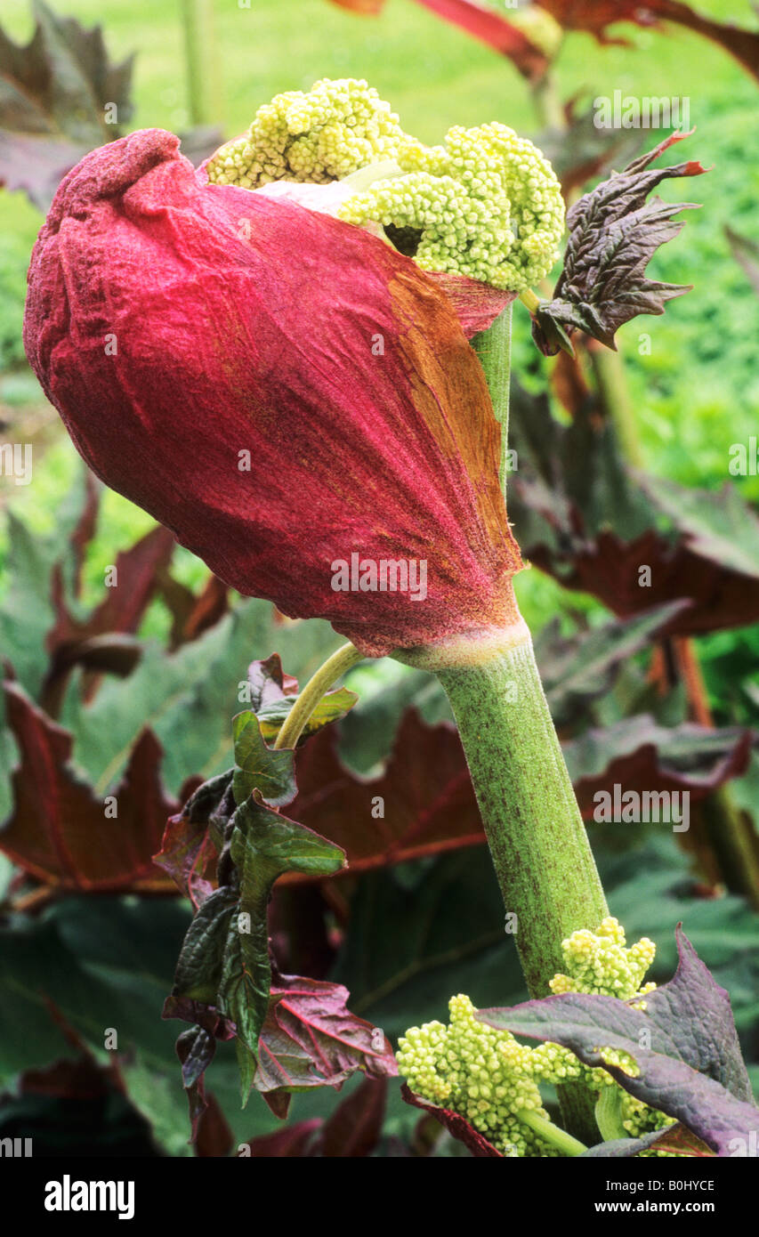 Rheum palmatum 'tanguticum hi-res stock photography and images - Alamy