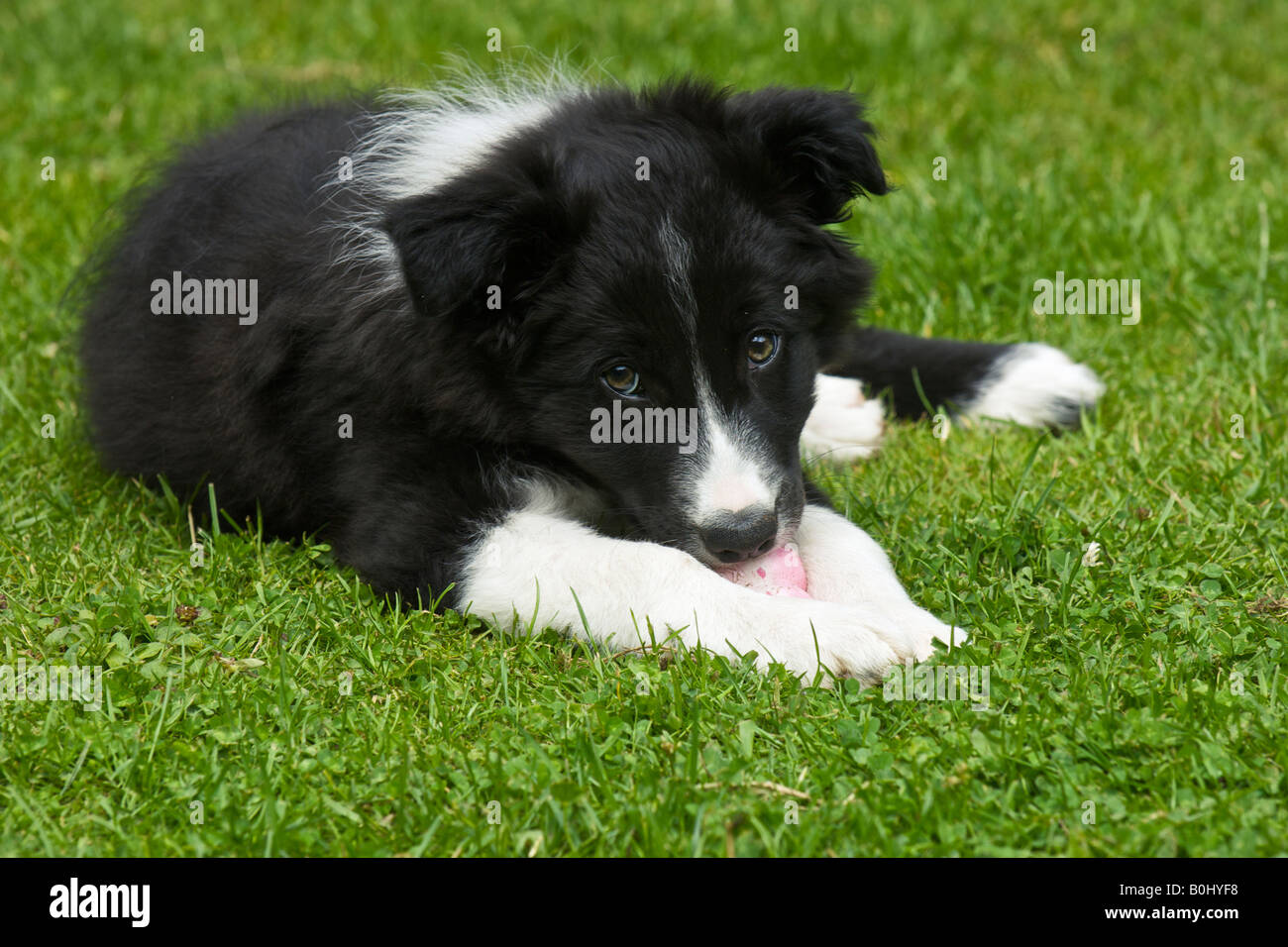 Jack the 8 week old border collie pup Stock Photo - Alamy