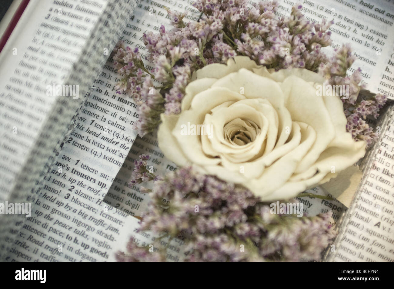 Inside rose hi-res stock photography and images - Alamy