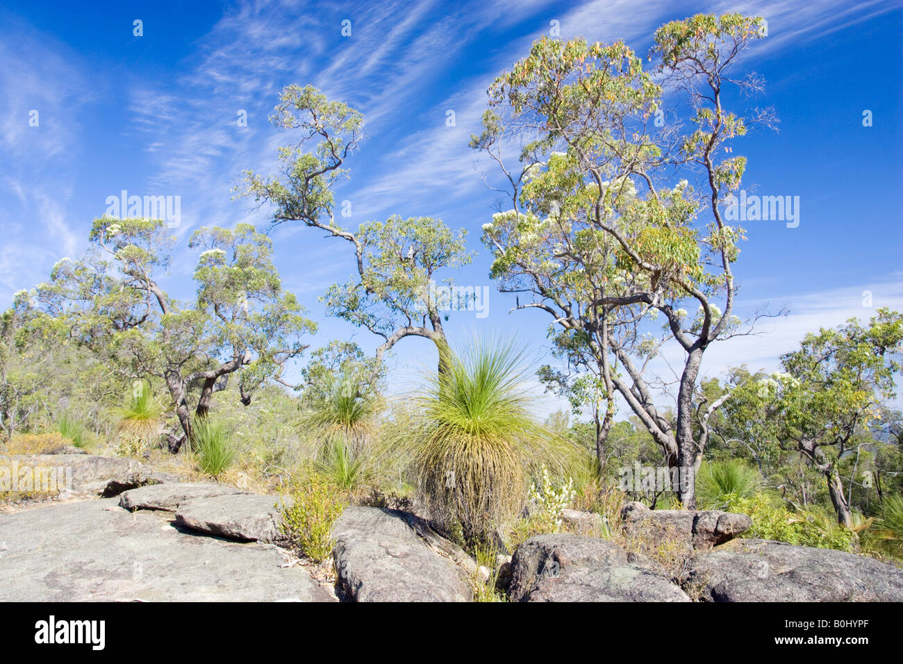 Flowering Eucalyptus trees growing in bushland on granite outcrops at ...