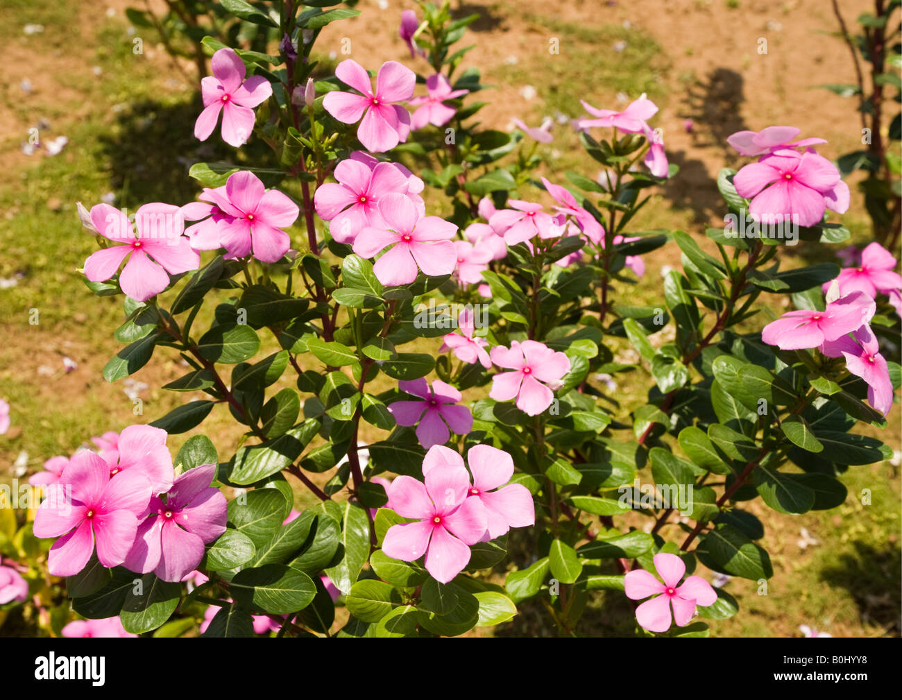 Shiny green leaves High Resolution Stock Photography and Images - Alamy