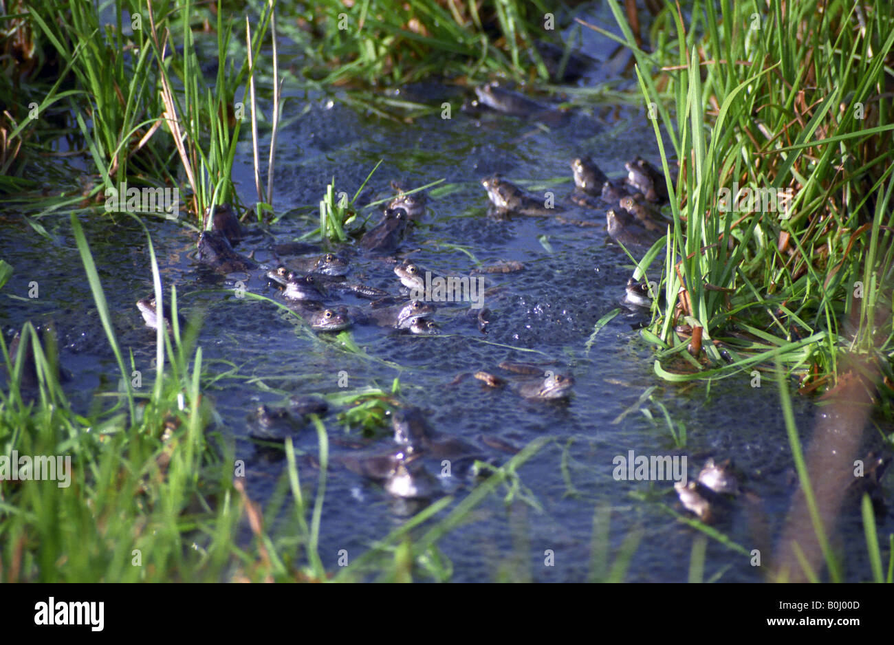 Cold blooded invertebrates hi-res stock photography and images - Alamy