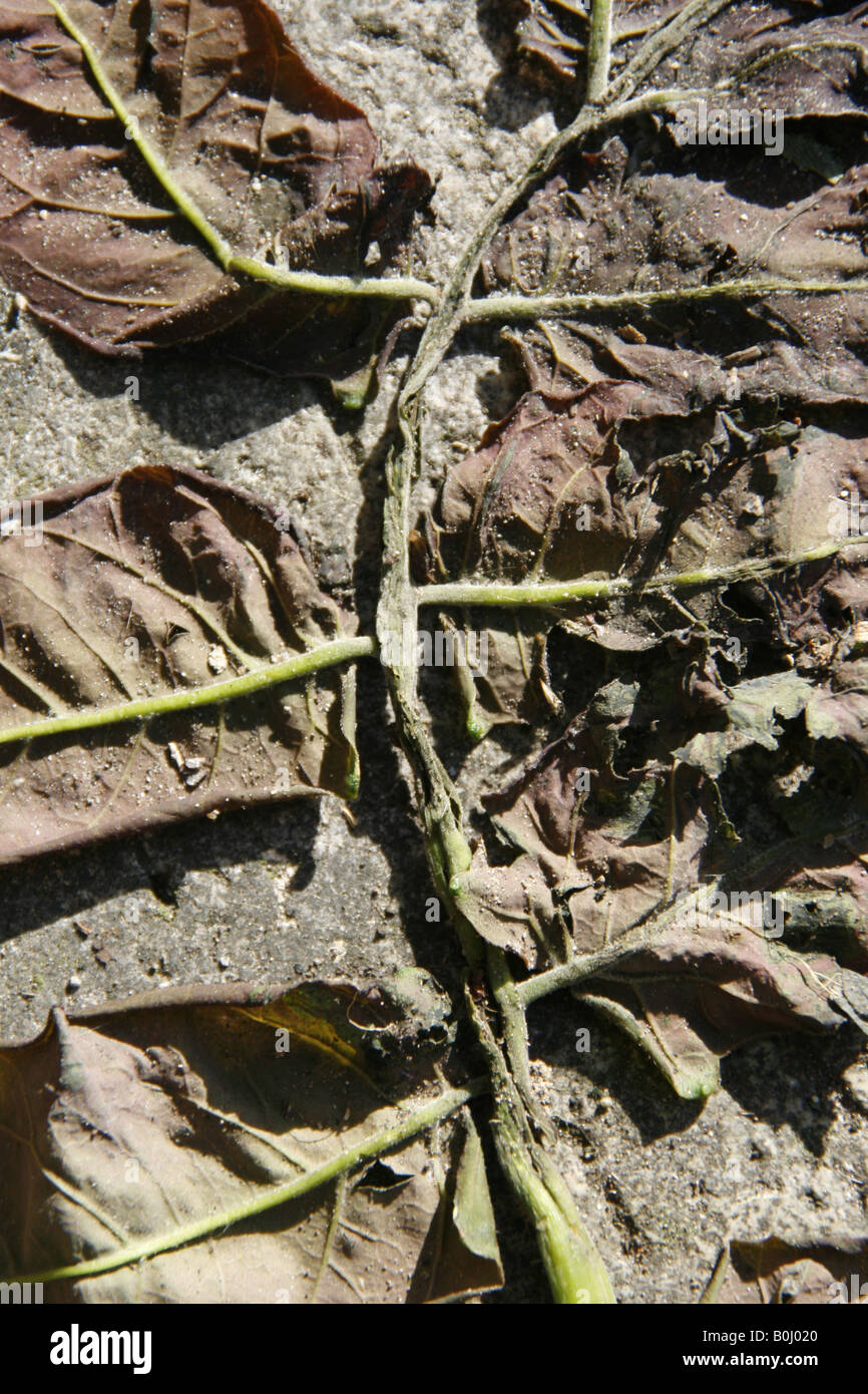 one single fallen leaf on road Stock Photo - Alamy