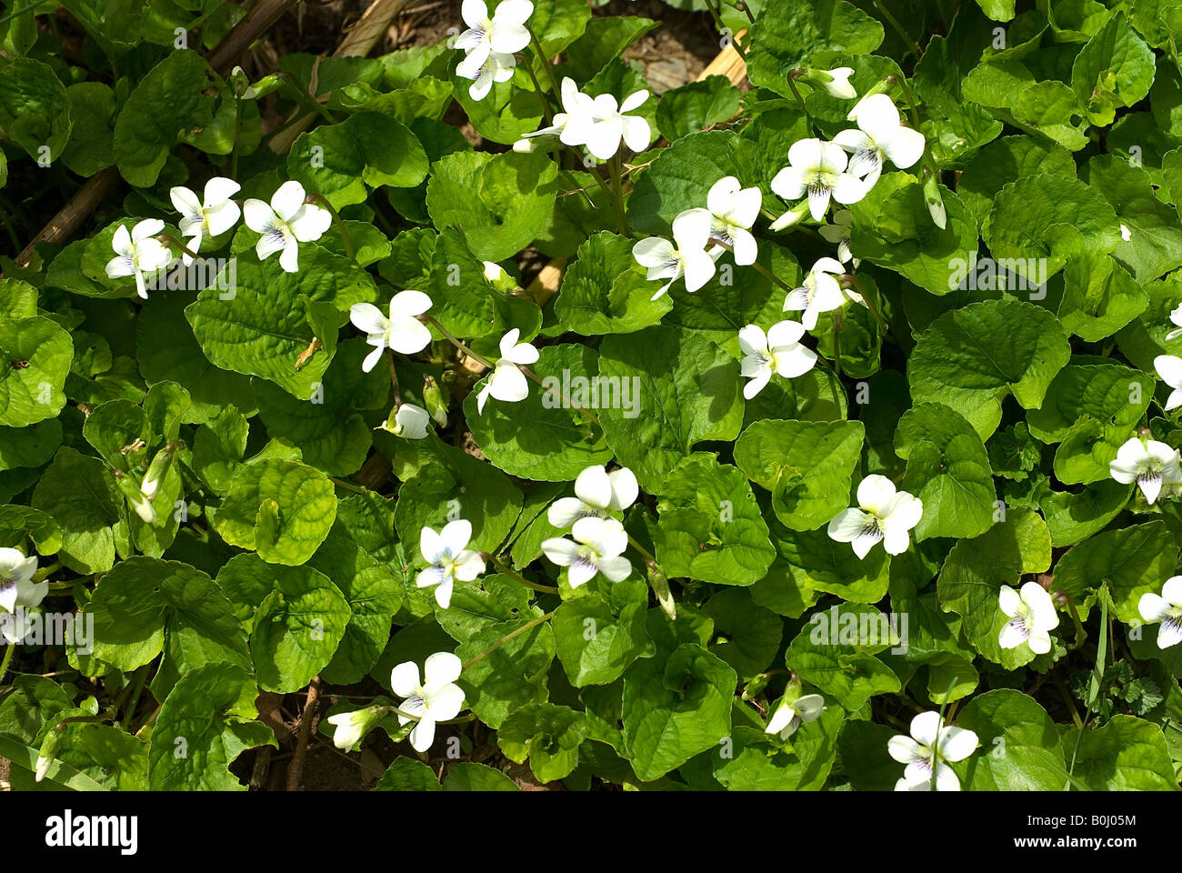 White violets in the spring Stock Photo - Alamy