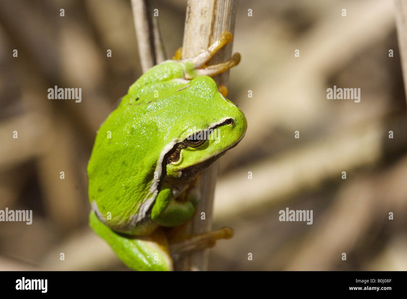 Frog on straw hi-res stock photography and images - Alamy