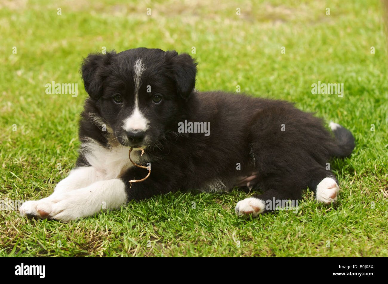 Jack the 8 week old border collie pup Stock Photo - Alamy