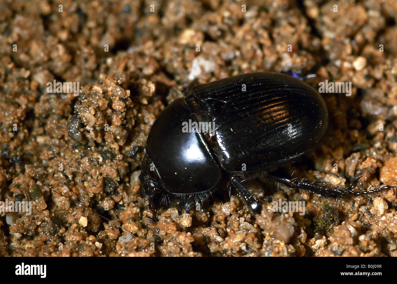 Zoo dung hi-res stock photography and images - Alamy