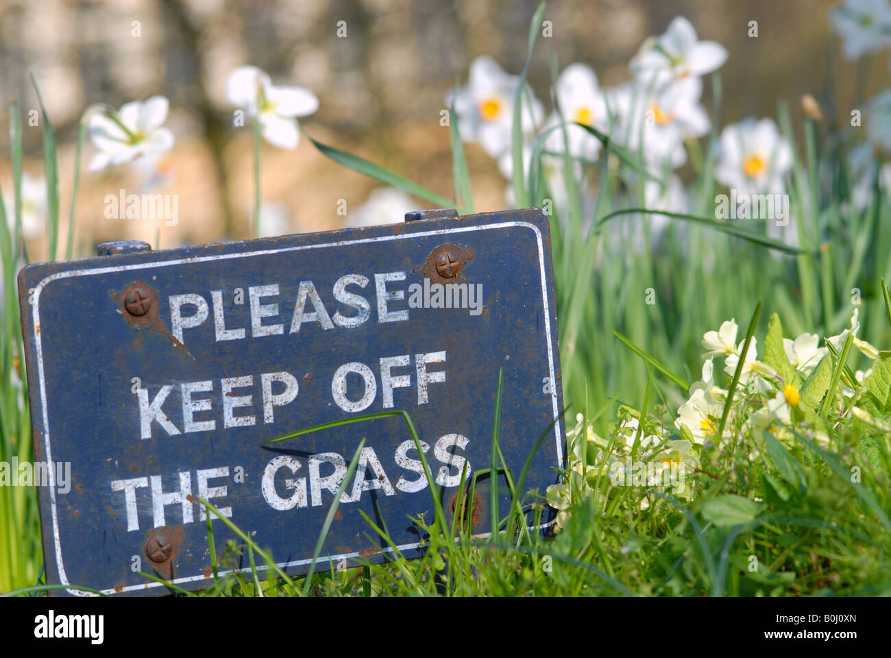 Cambridge daffodils grass hi-res stock photography and images - Alamy