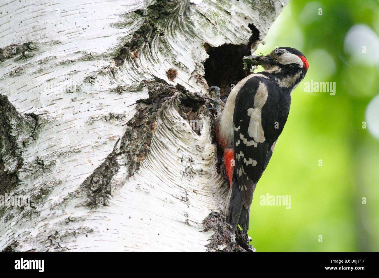 Great Spotted Woodpecker (Dendrocopos major Stock Photo - Alamy