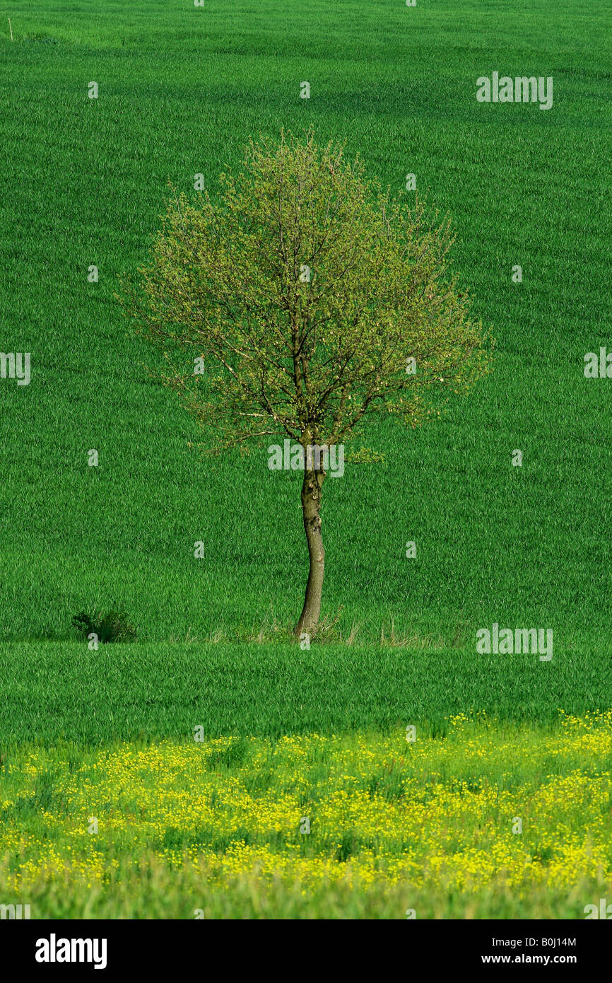 single plant in the field of wheat Stock Photo - Alamy
