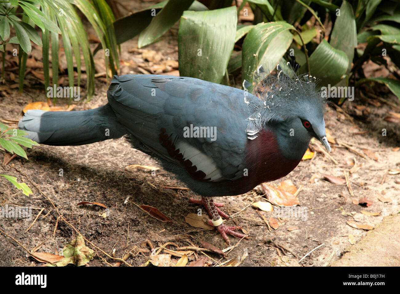 Crested wood partridge roul hi-res stock photography and images - Alamy