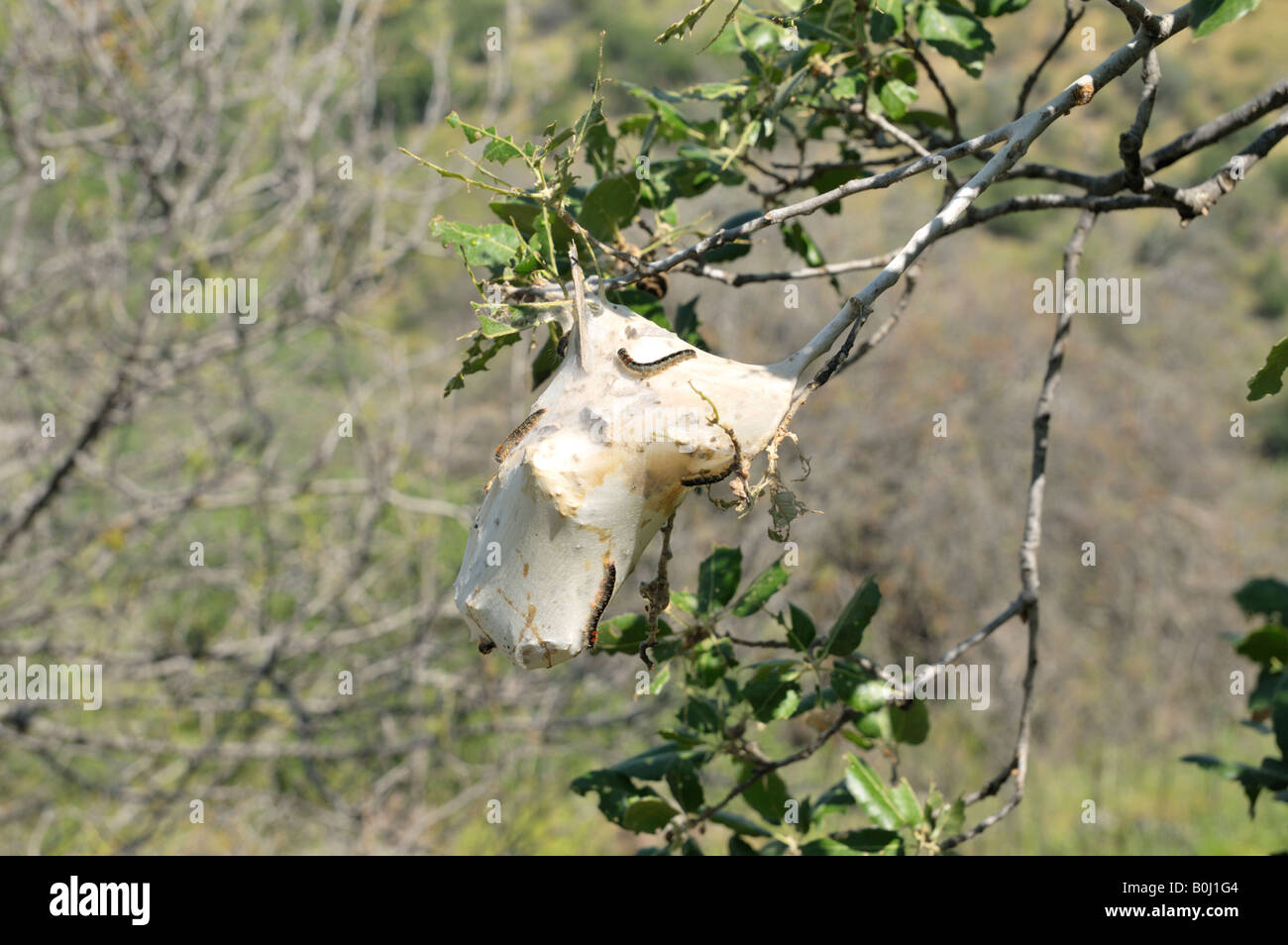 Forest tent caterpillar moths hi-res stock photography and images - Alamy