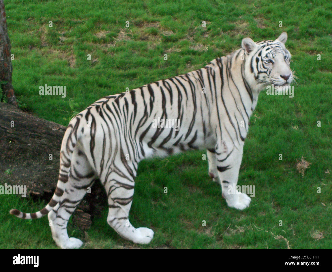 Busch Gardens white tiger Stock Photo - Alamy