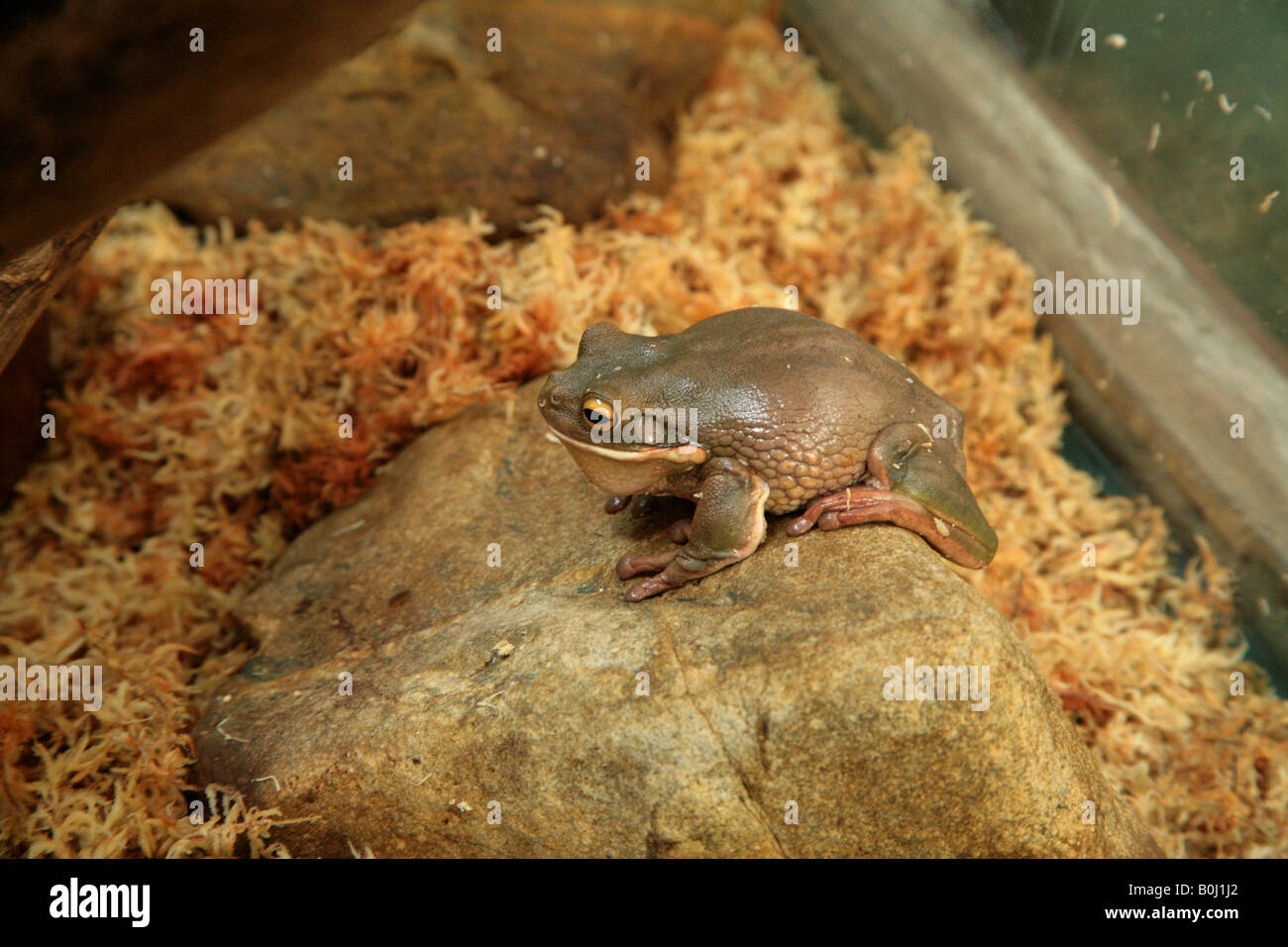 Asian frog in captivity. For Editorial use Only Stock Photo - Alamy