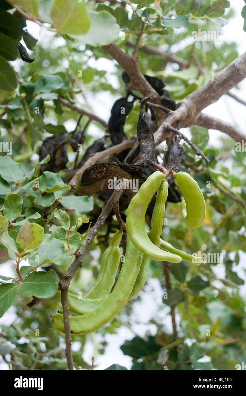 Carob tree israel hi-res stock photography and images - Alamy