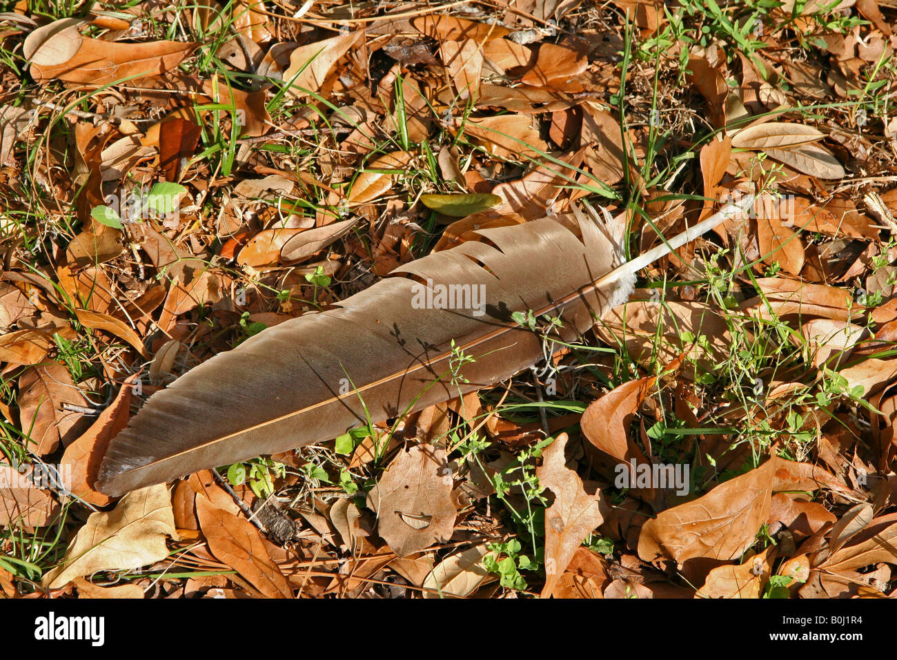 Feather in leaves Stock Photo - Alamy