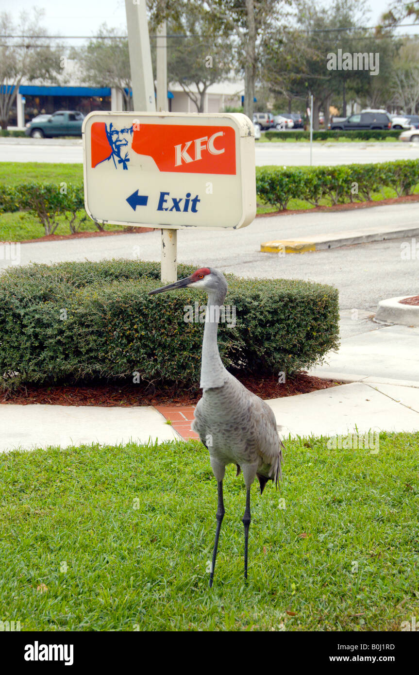A Sand Hill Crane waiting for dinner at a Kentucky Fried Chicken ...