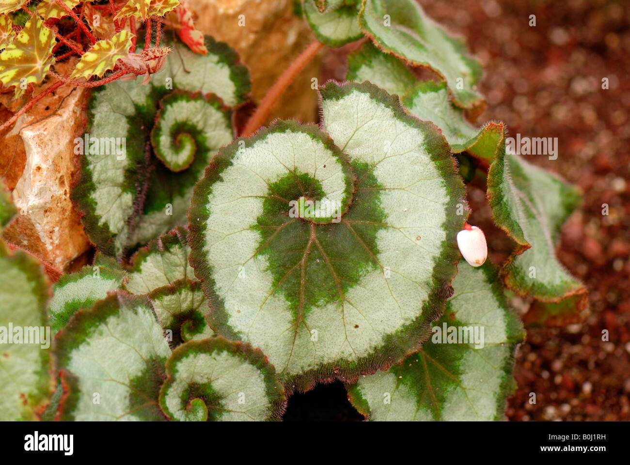 close up of the Leaves of a Begonia plant Stock Photo - Alamy