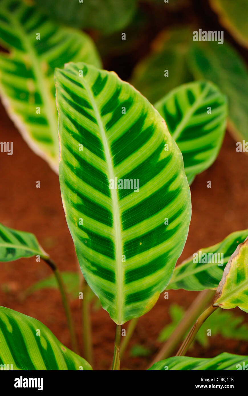 Leaves of a Calathea picturata Zebra Plant Stock Photo - Alamy