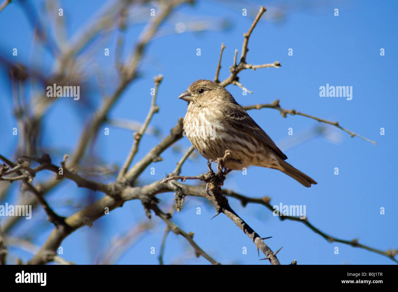 Carpodacus mexicanus arizona female hi-res stock photography and images ...