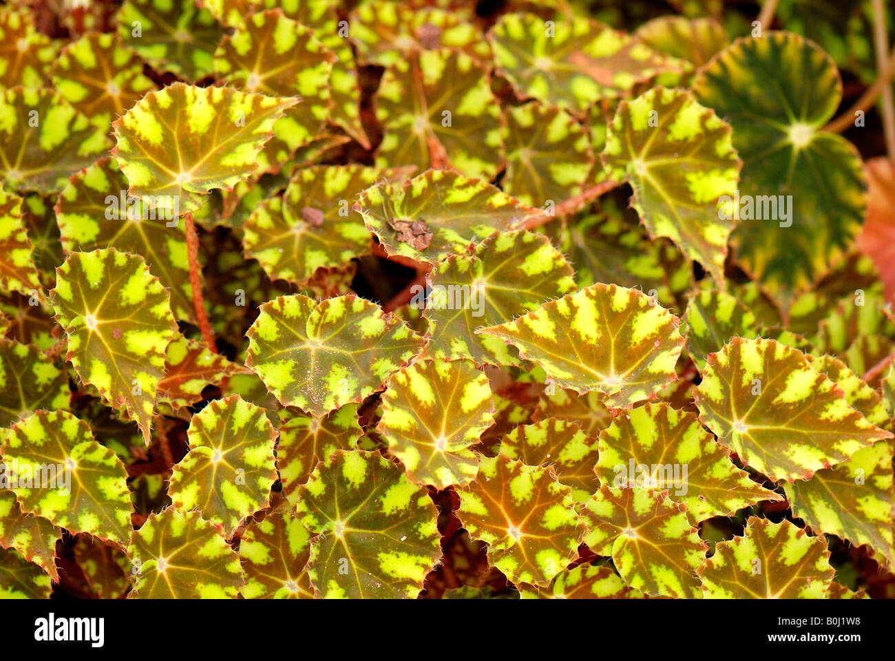 Begonia leaf details hi-res stock photography and images - Alamy