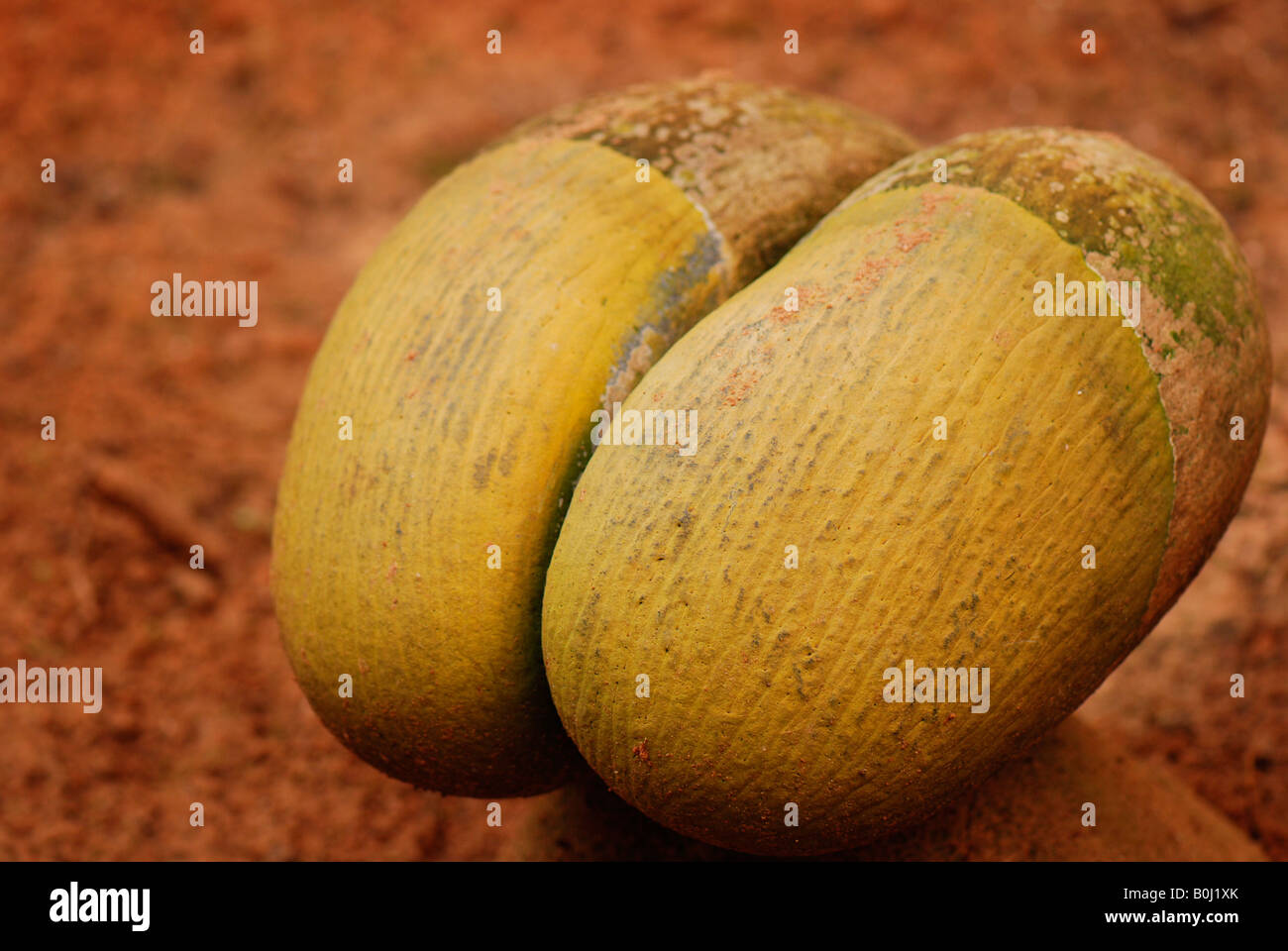 fruit of the coco de mer Lodoicea maldivica Stock Photo - Alamy