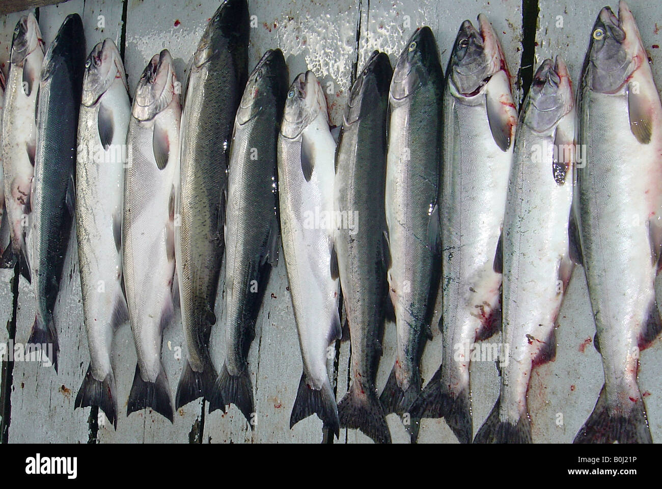 Catch caught row hi-res stock photography and images - Alamy