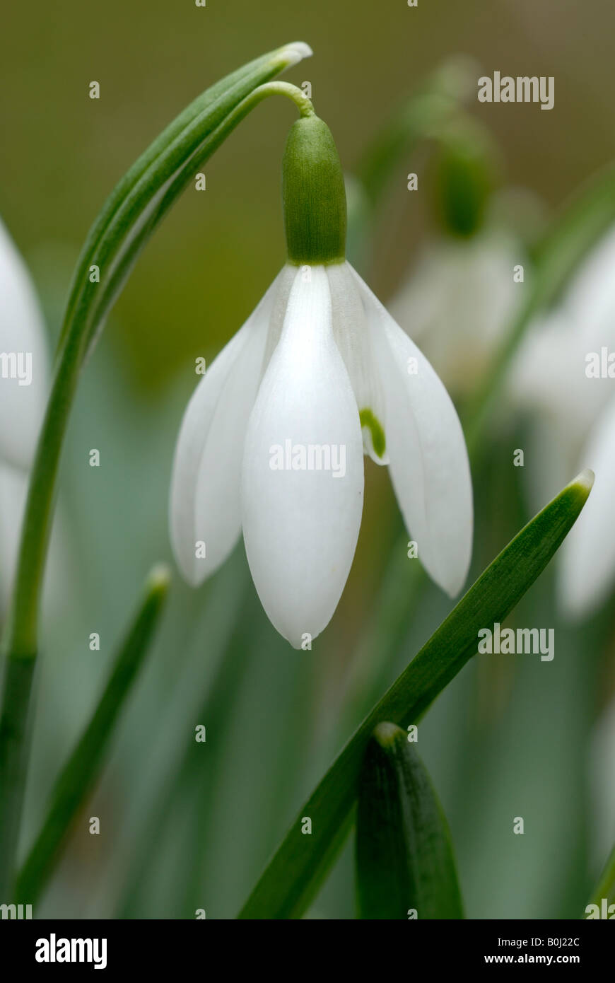 Snowdrop flowers Galanthus nivalis, Wales, UK Stock Photo - Alamy