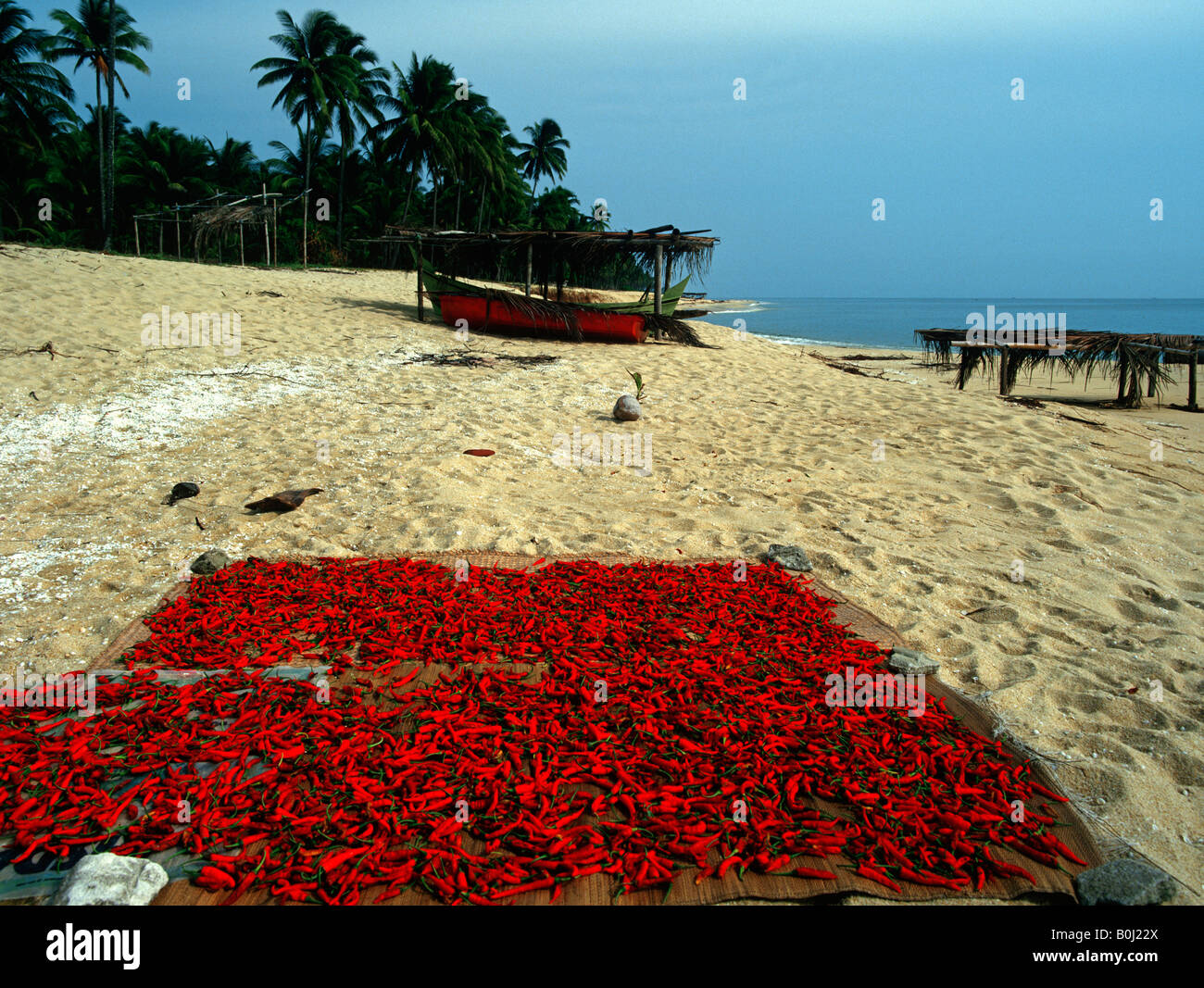 Red Chilli peppers drying in sun on beach in East Malaysia Stock Photo ...