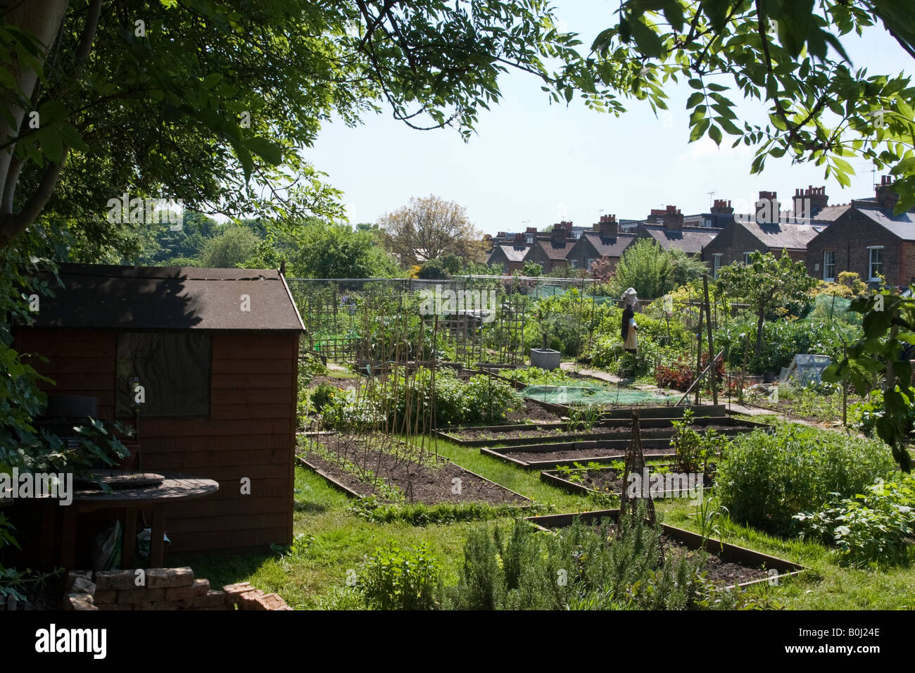 Traditional Allotments running alongside the Thames Path at Kew Stock ...