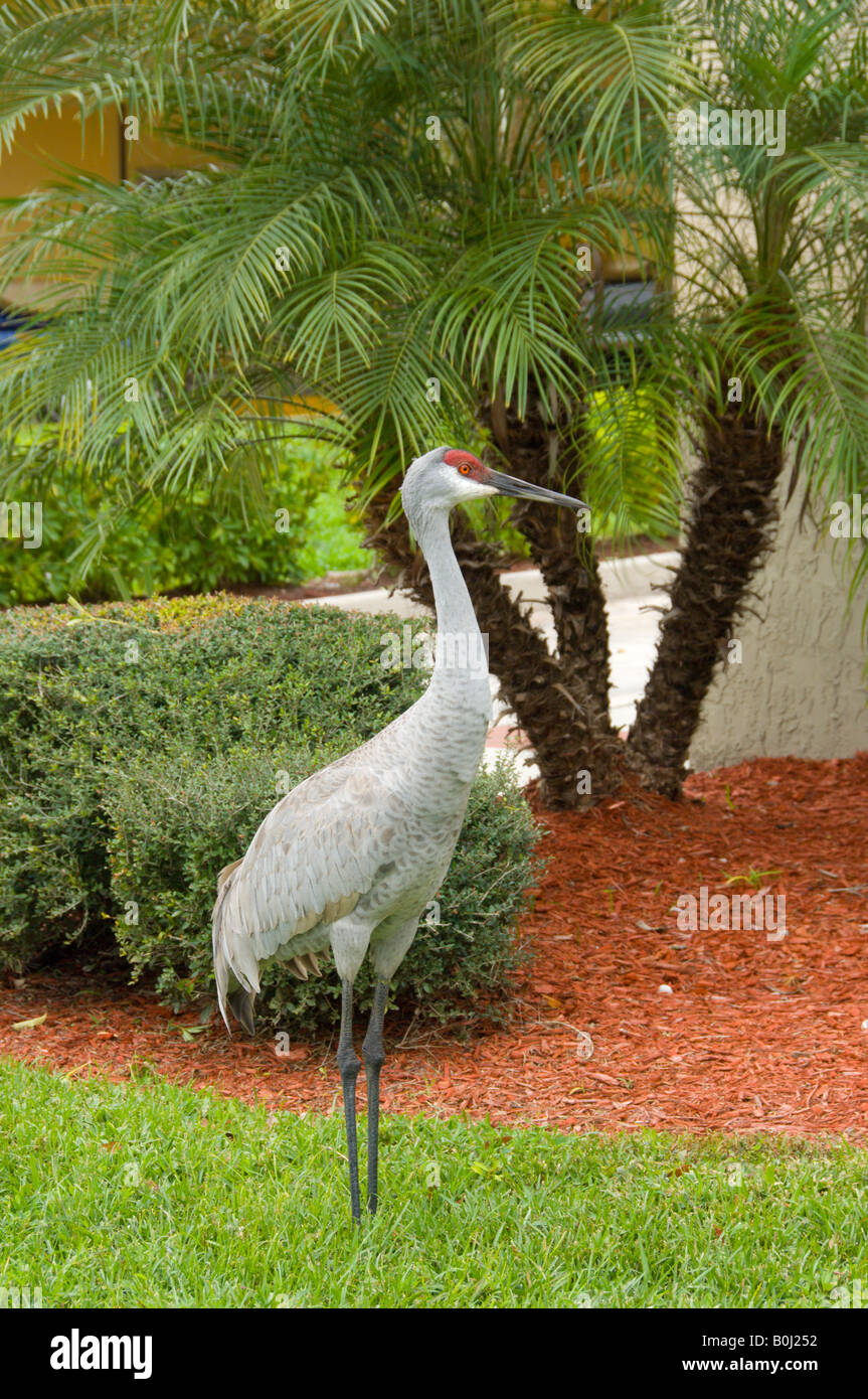 A sand hill crane waiting for dinner at Kentucky Fried Chicken ...