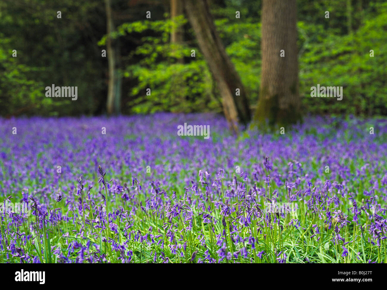 Bluebell woods Staffhurst Wood Surrey England UK Stock Photo - Alamy