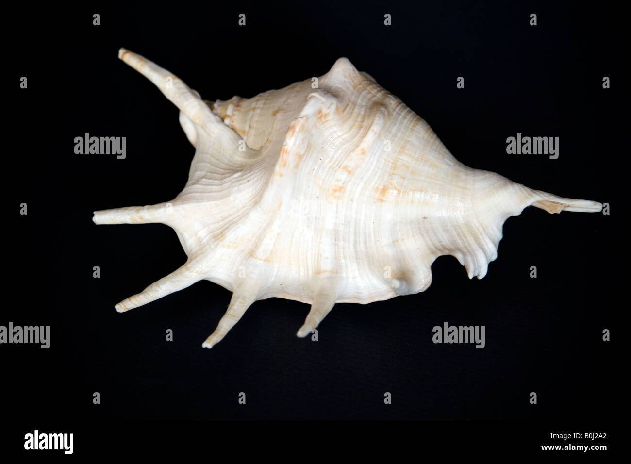 Conch shell music hi-res stock photography and images - Alamy