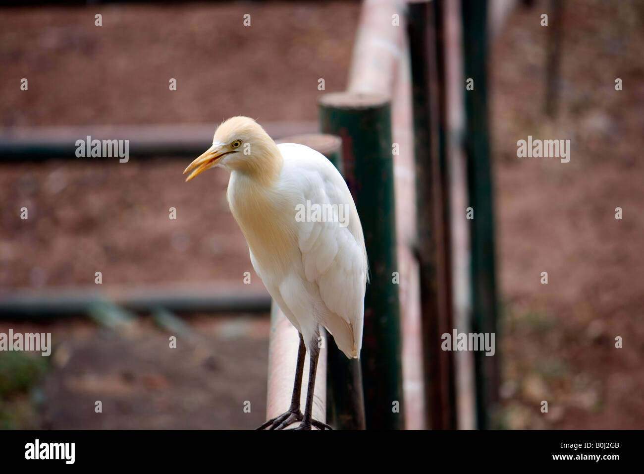 A white crane Stock Photo - Alamy