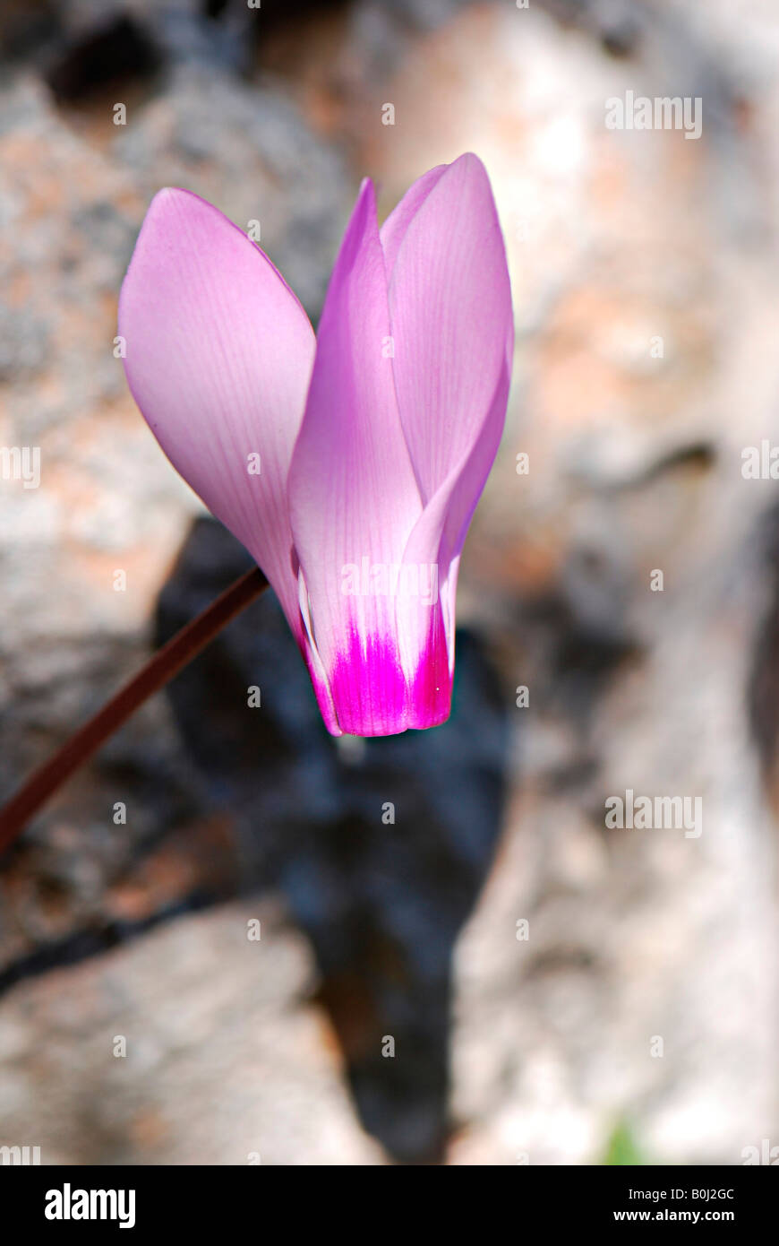 close up of a Persian Violet Cyclamen persicum Stock Photo - Alamy